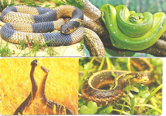 Kalendoriukai GYVATES METAI 2013 4vnt | 25892561